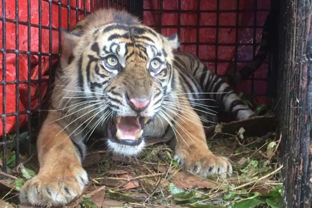 Harimau Sumatera Serang Warga Gayo Lues yang Sedang Berkebun, Korban ...
